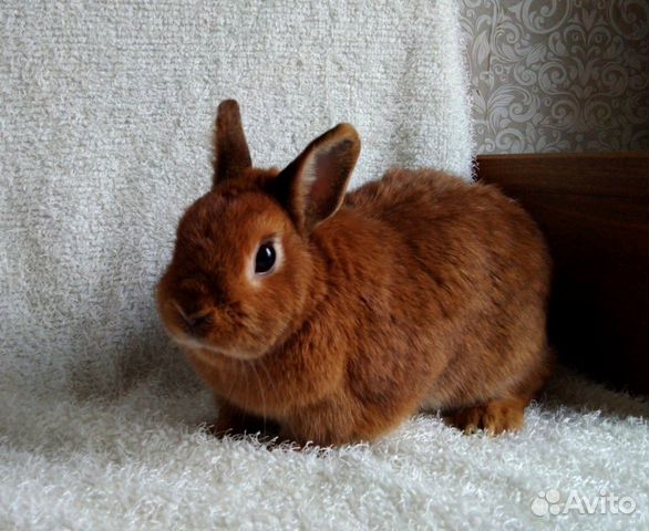 Карликовый Кролик из питомника