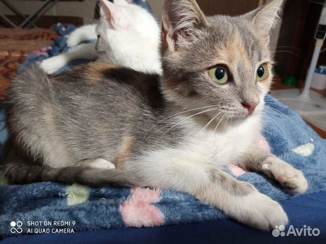 Крем Брюле)