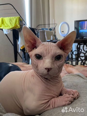 Сфинкс бамбино