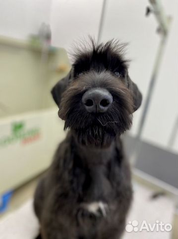 Щенок Ризеншнауцера