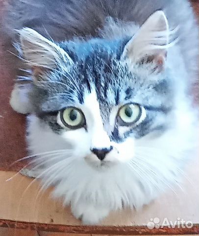 Котенок кот пушистый отдам даром