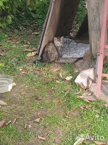 Котята добрым хозяевам