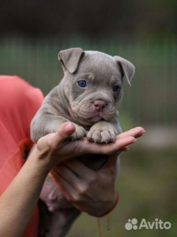 Американский булли мальчик лиловый триколор