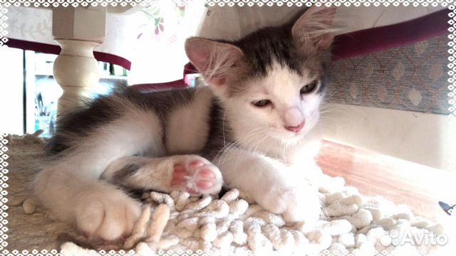 Котенок Леон, 1,5 мес, в частный дом