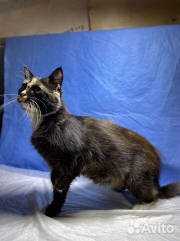 Шикарная трёх-цветка. 5 лет. Стерилизована,привита