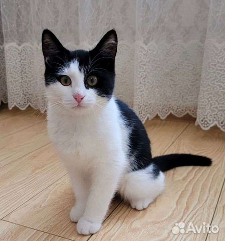 Кот Тимошка 5 месяцев