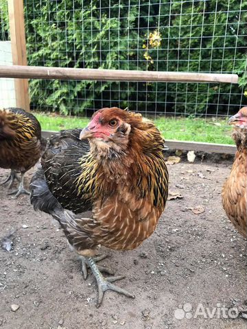 Куры породы араукан