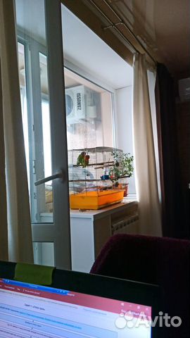 Попугай неразлучники