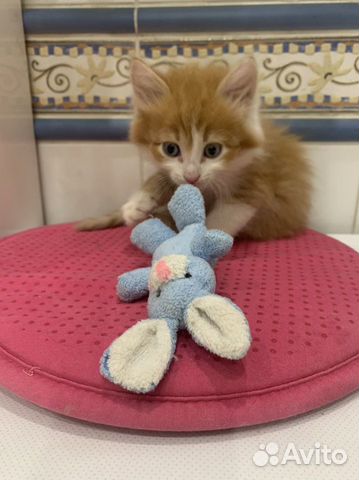 Сибирский котик