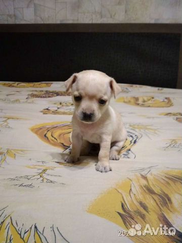 Щенок русский той-терьер