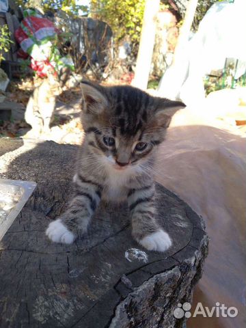 Кошка в дар