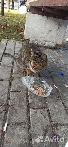 Кошечка в хорошие руки