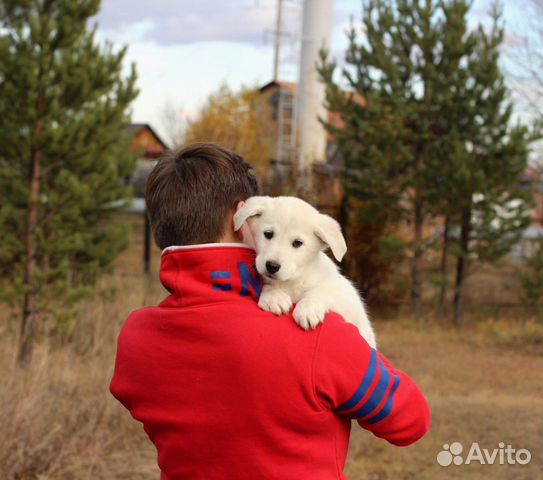 Щенок Снежок, белокурое очарование, в дар