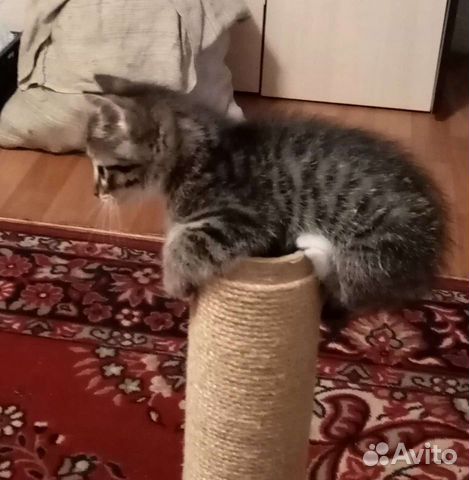 Кот