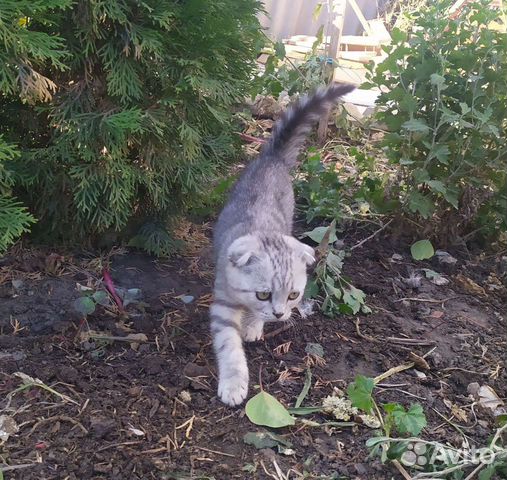 Шотландские вислоухие котята