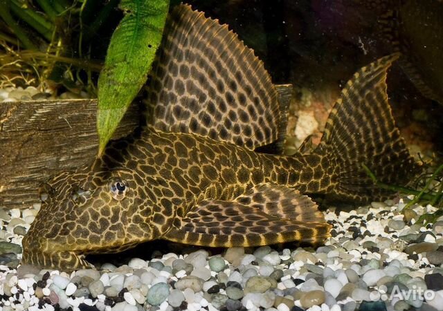 Аквариумная рыбка - Сом парчовый