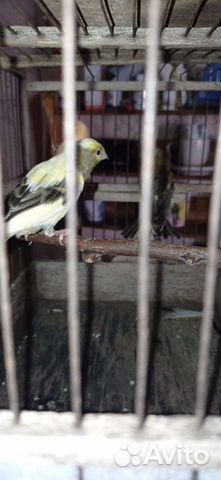 Кенара и канарейки