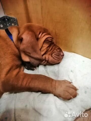 Венгерская выжла