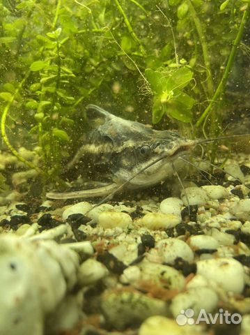 Сом платидорас