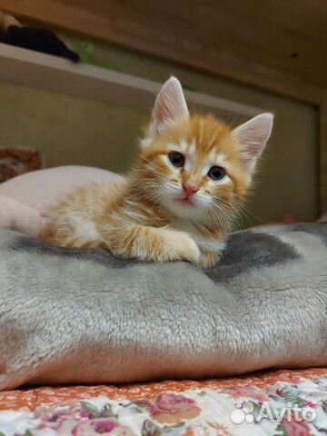 Котята