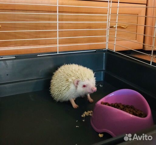 Африканский карликовый еж