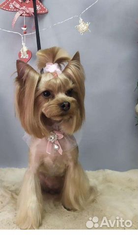 Йоркширский терьер