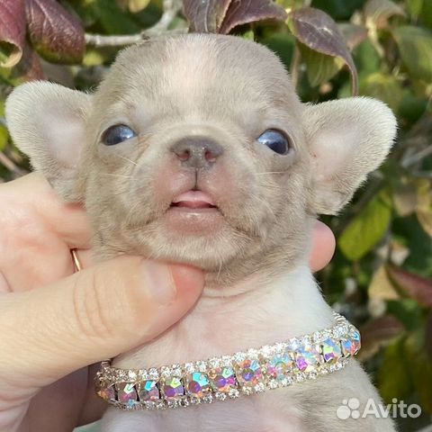 Супер мини мальчик лилового окраса