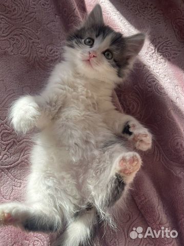 Котеночек Зефирка