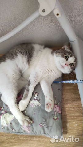 Кошки в добрые руки бесплатно