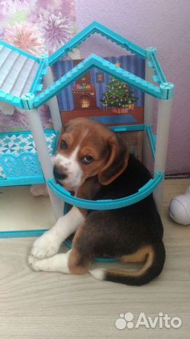 Щенок бигль