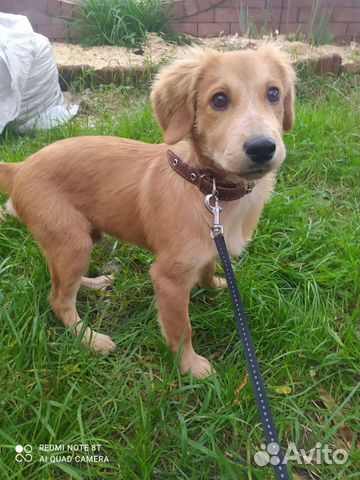 Щенок 5,5 мес