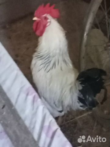 Продаю трёх курочек несушек и петушка