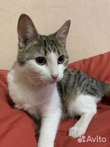 Самый умный котенок