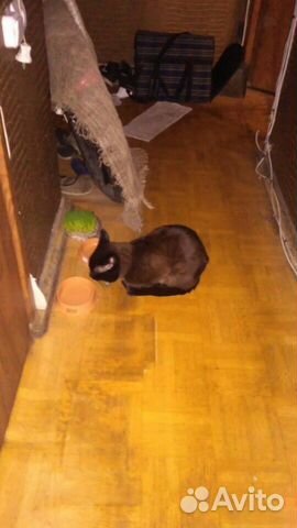 Отдаем кота Тайский