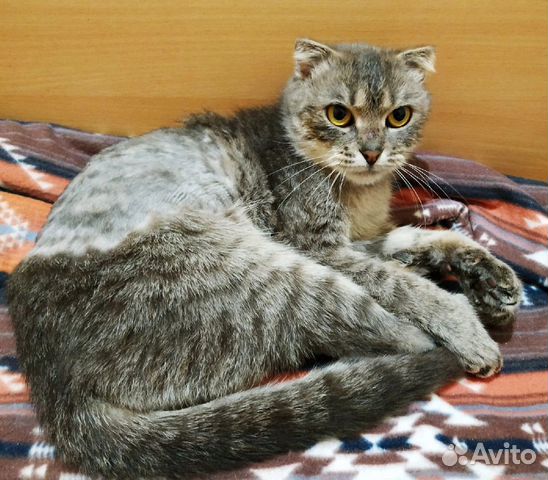 Кошечка Нюша ищет дом