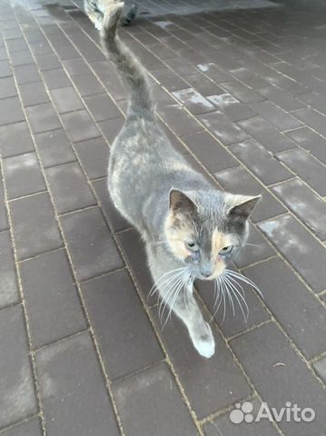 Кошка в дар