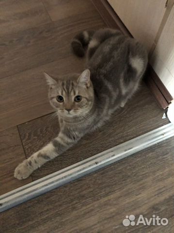 Британский кот