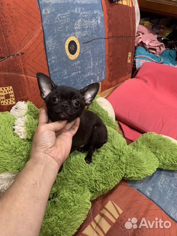 Чихуахуа микро Борман Босс