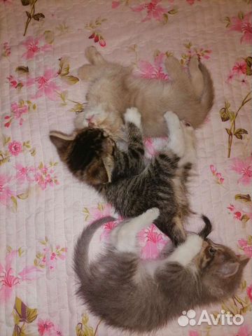 Котята в добрые руки. 2 мальчика и 2 девочки, роди