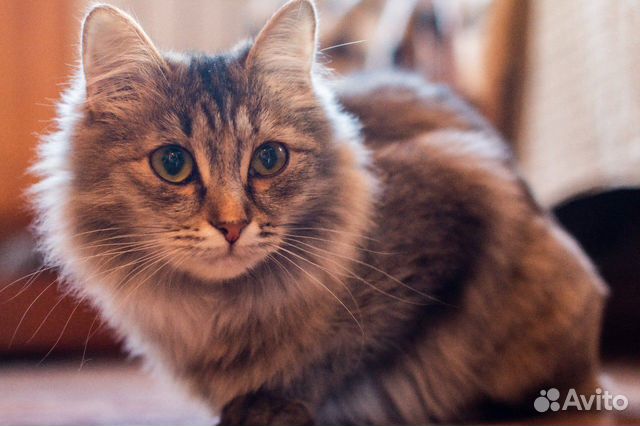 Кошка Буся ищет дом