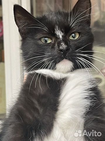 Котенок Маруся ждет родителей