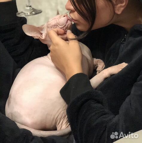 Отдам в добрые руки котика сфинкса