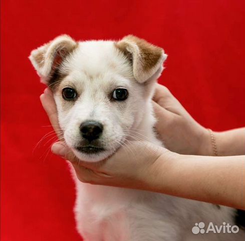 Малышуня Дана. Времени до воскресенья