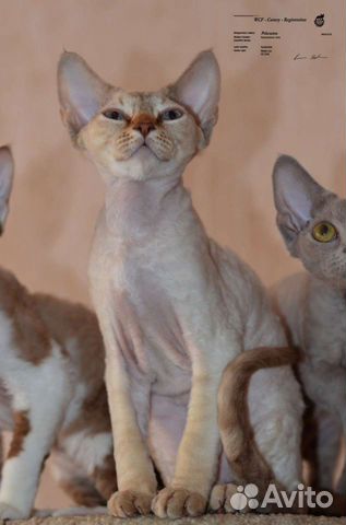 Мальчик девон-рекс