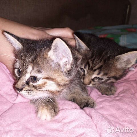 Котята(кошечки и котик)