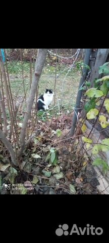 Котик