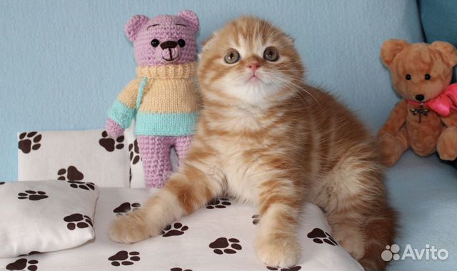 Шотландский котенок вислоухий, красный мрамор