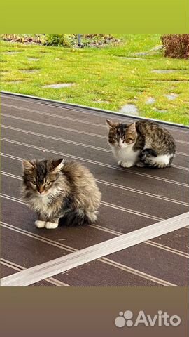 Котята в добрые руки