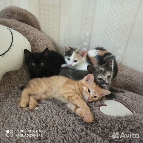 Кошечки сестрёнки