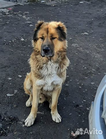 Большой добрый пёс для отвественного хозяина